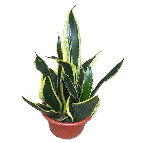 NP020 Snake Plant (Dracaena Trifasciata) | Plant – Katong Flower Shop