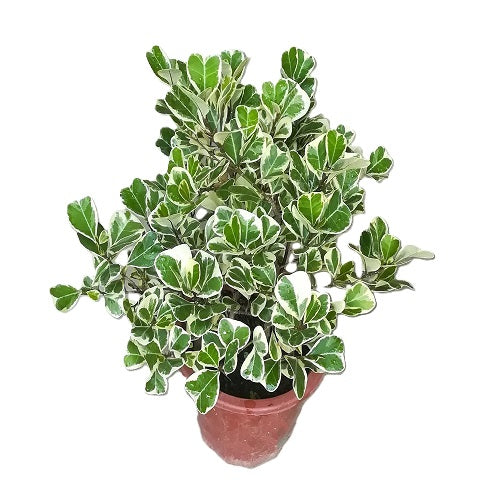 NP023 Ficus Triangularis Variegata | Plant – Katong Flower Shop