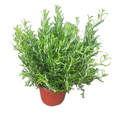 NP030 Rosemary | Plant – Katong Flower Shop