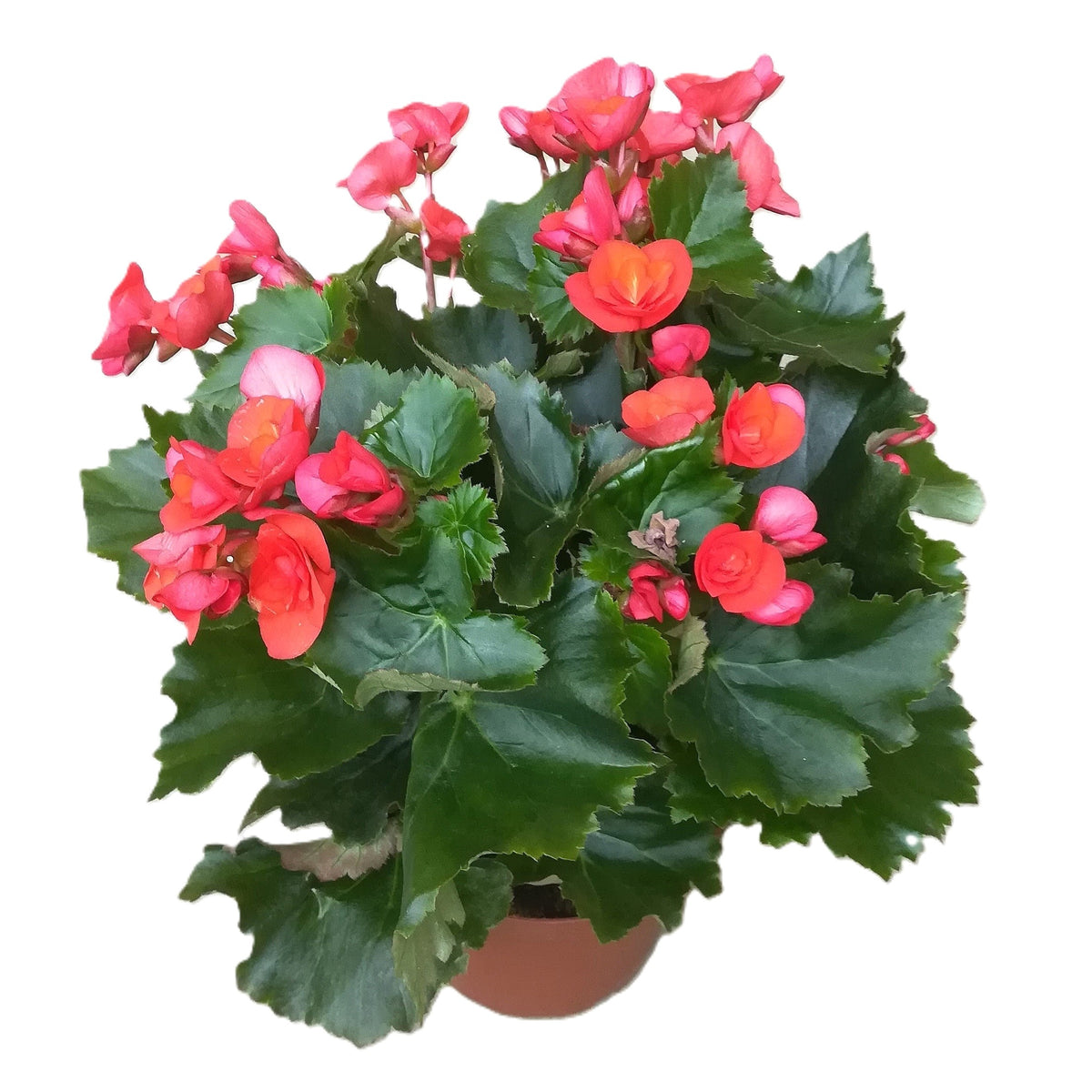 NP033 Begonia Rose (Red) | Plant – Katong Flower Shop