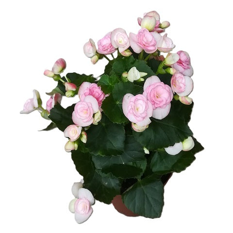 NP038 Begonia Rose (Pink) | Plant – Katong Flower Shop